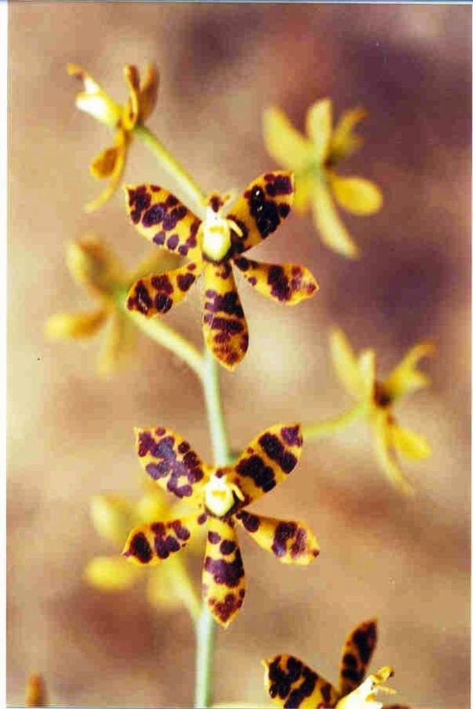 Asociación Jalisciense de Orquideología: Descripciones de Plantas (O a P)