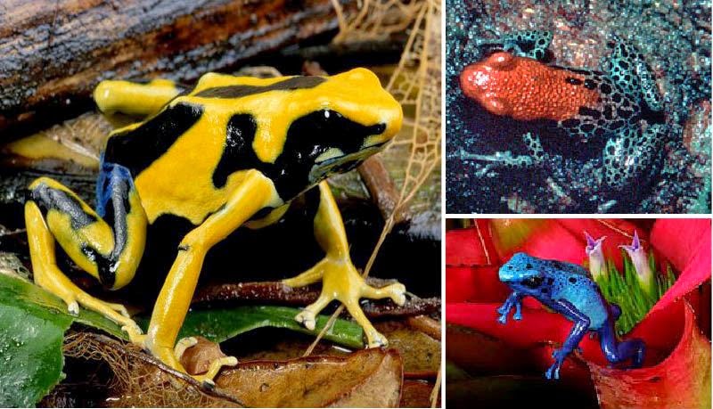 Herpetologer Mania: Indahnya Lukisan pada Katak