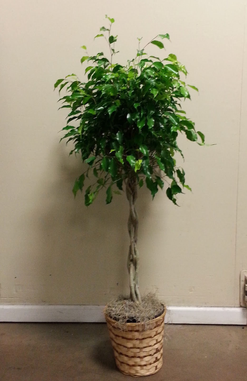 Blumz by JRDesigns: Your New Favorite Plant: The Braided Ficus