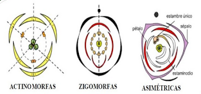 Informes de Biología vegetal.: Flores