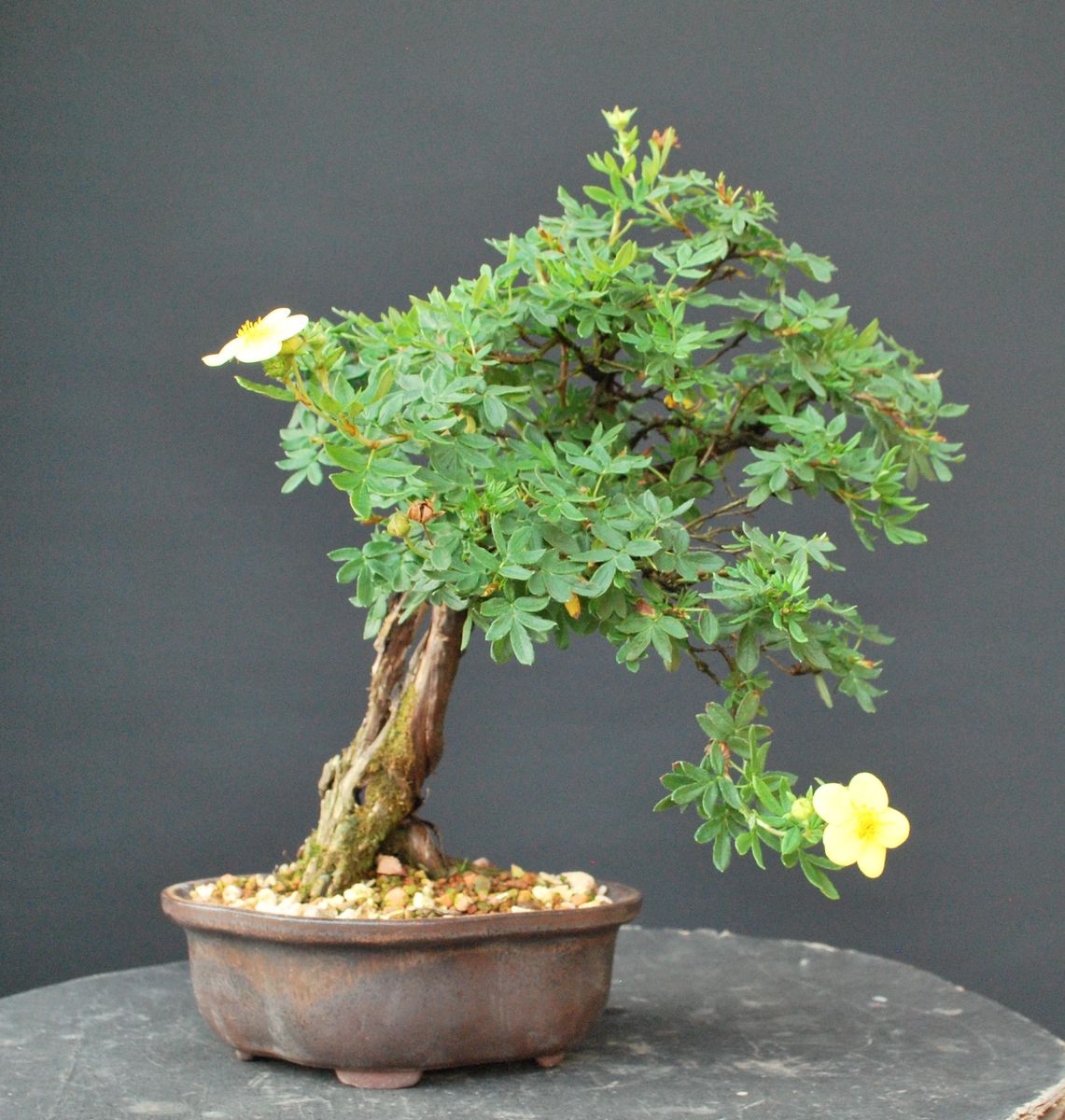 Bonsai Moravia Blog: FLOWERING POTENTILLA & NEWS