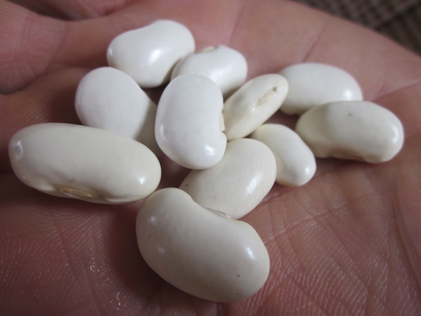 Seed Revolution Now!