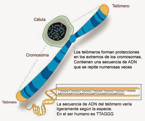 Natürlich Gesund: Estrategias para prolongar el telómero