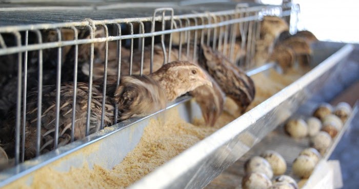 LA CODORNIZ: ALIMENTACIÓN