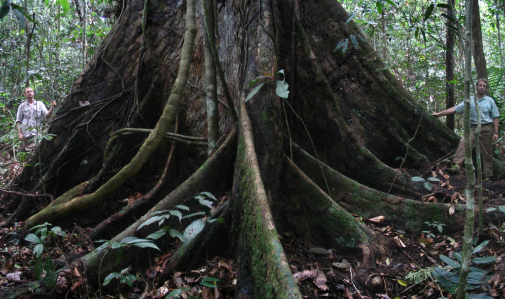 Sesamamu: Cerita sebatang pokok...