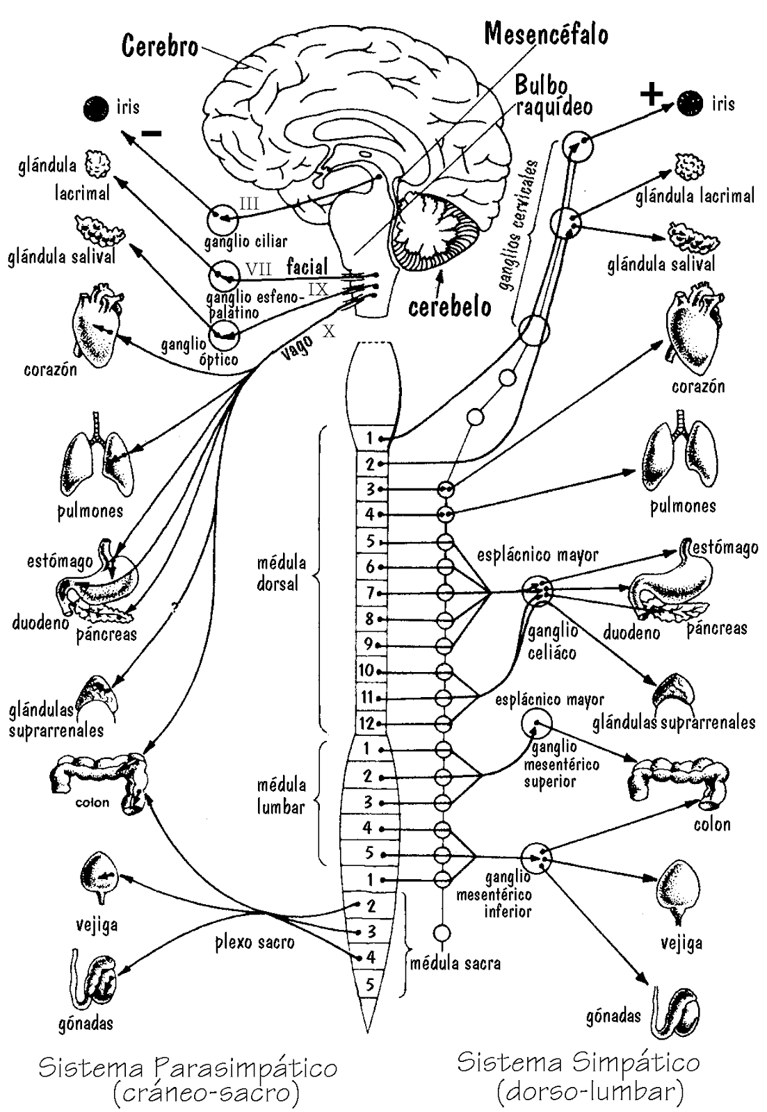 Biología 2 C201: Semana 6, Sistema Neuroendocrino