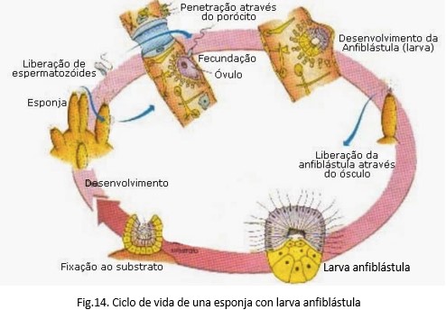 Reproducción en Poriferos