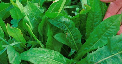 Kasni plant benefits for Kidney disease (CKD): Benifits of Kasni Plant ...