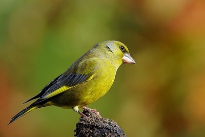 O TEMPO VIDA: Chupim