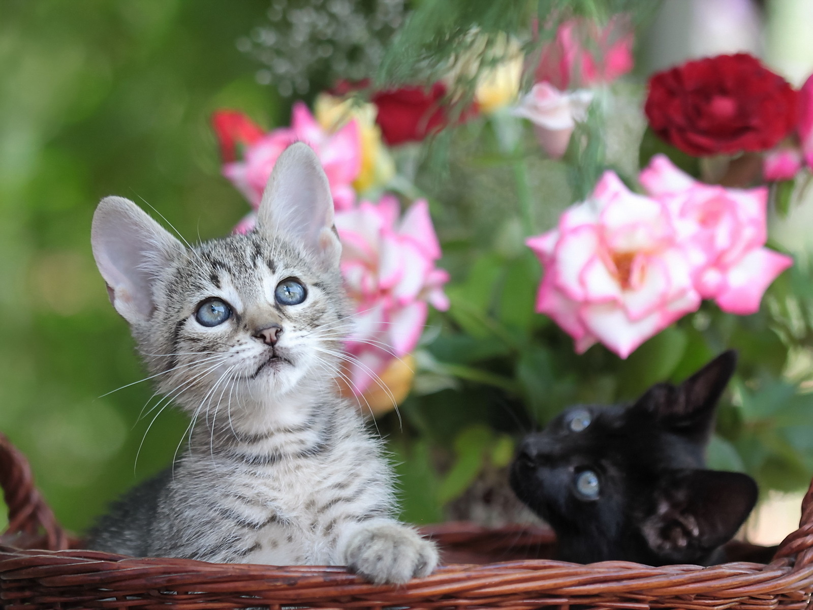 Imagenes de gatos con flores - Imagui