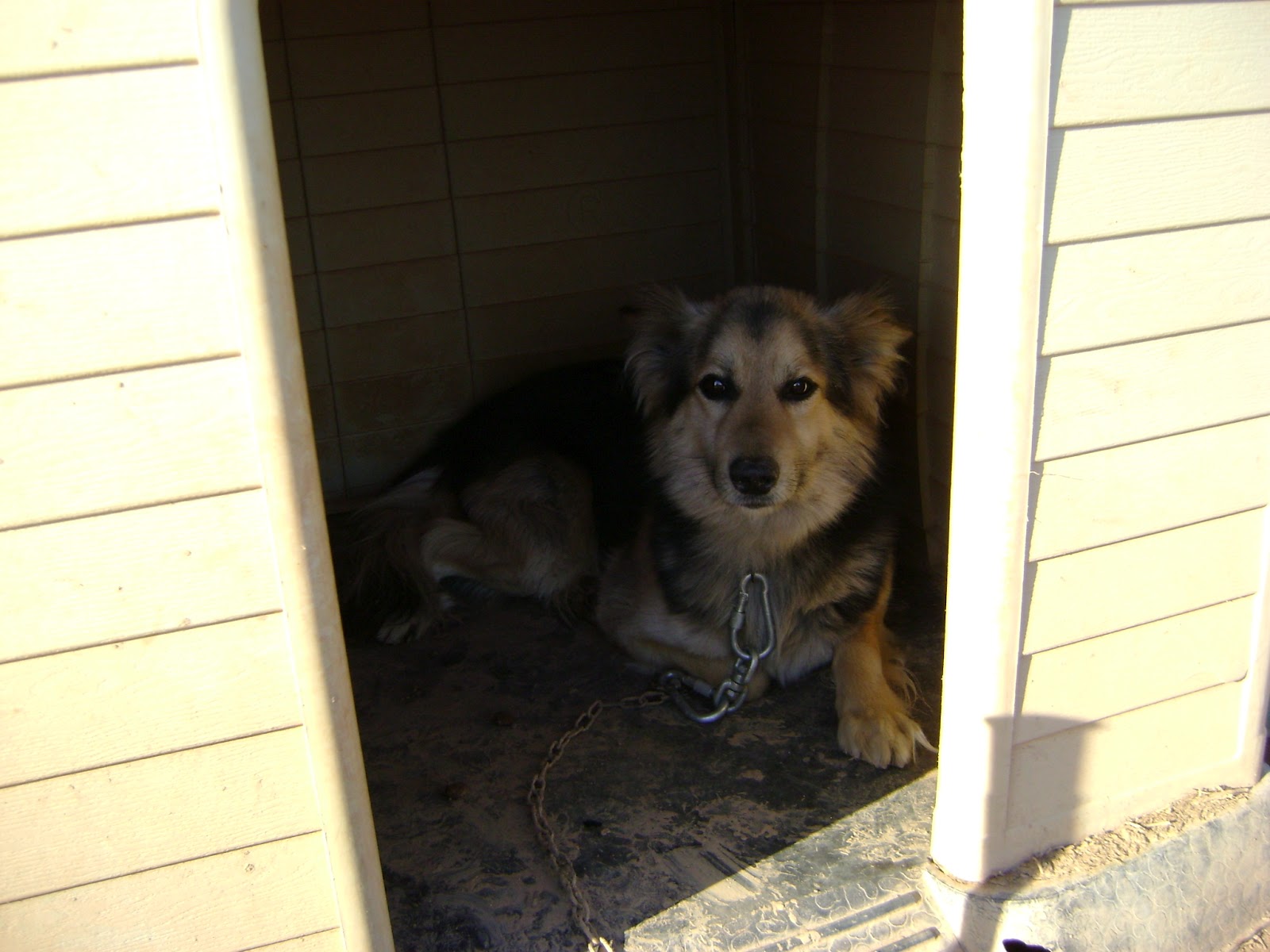 PROTECTORA D'ANIMALS LYDIA ARGILÉS: WIKER, LE CUESTA LA ADAPTACIÓN EN ...