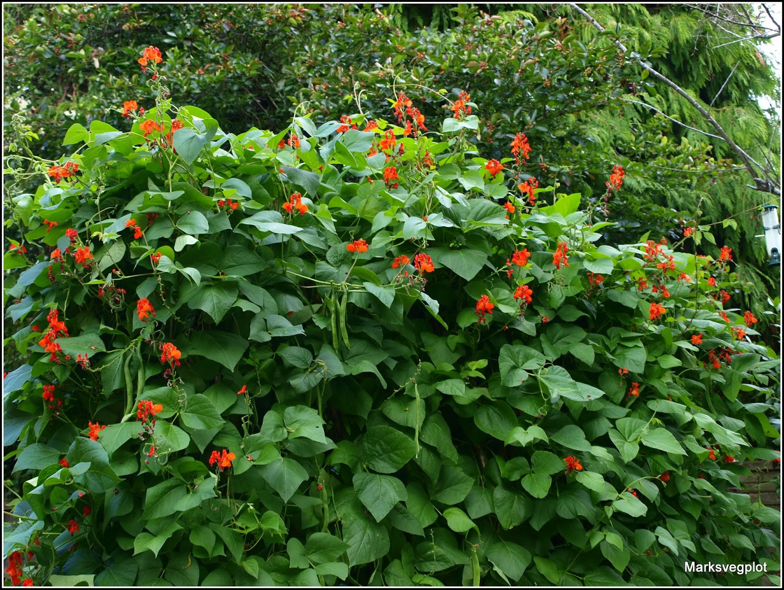 Mark's Veg Plot: Runner Beans