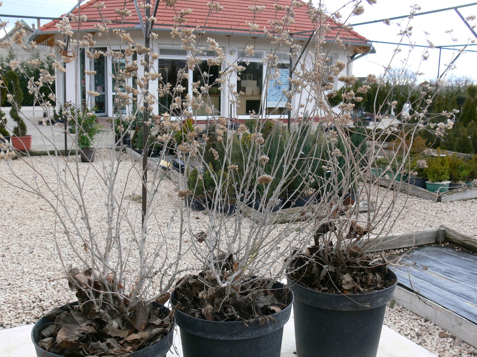 SiklósKert: Díszcserjék metszése