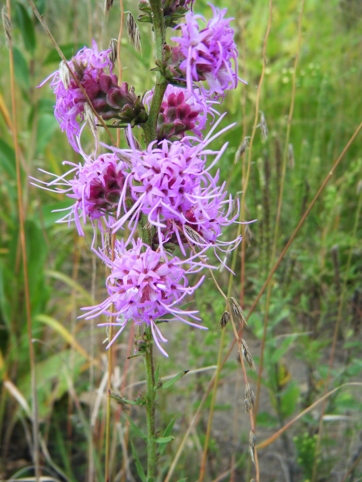 The Botanical Hiker: Princeton Prairie Plants