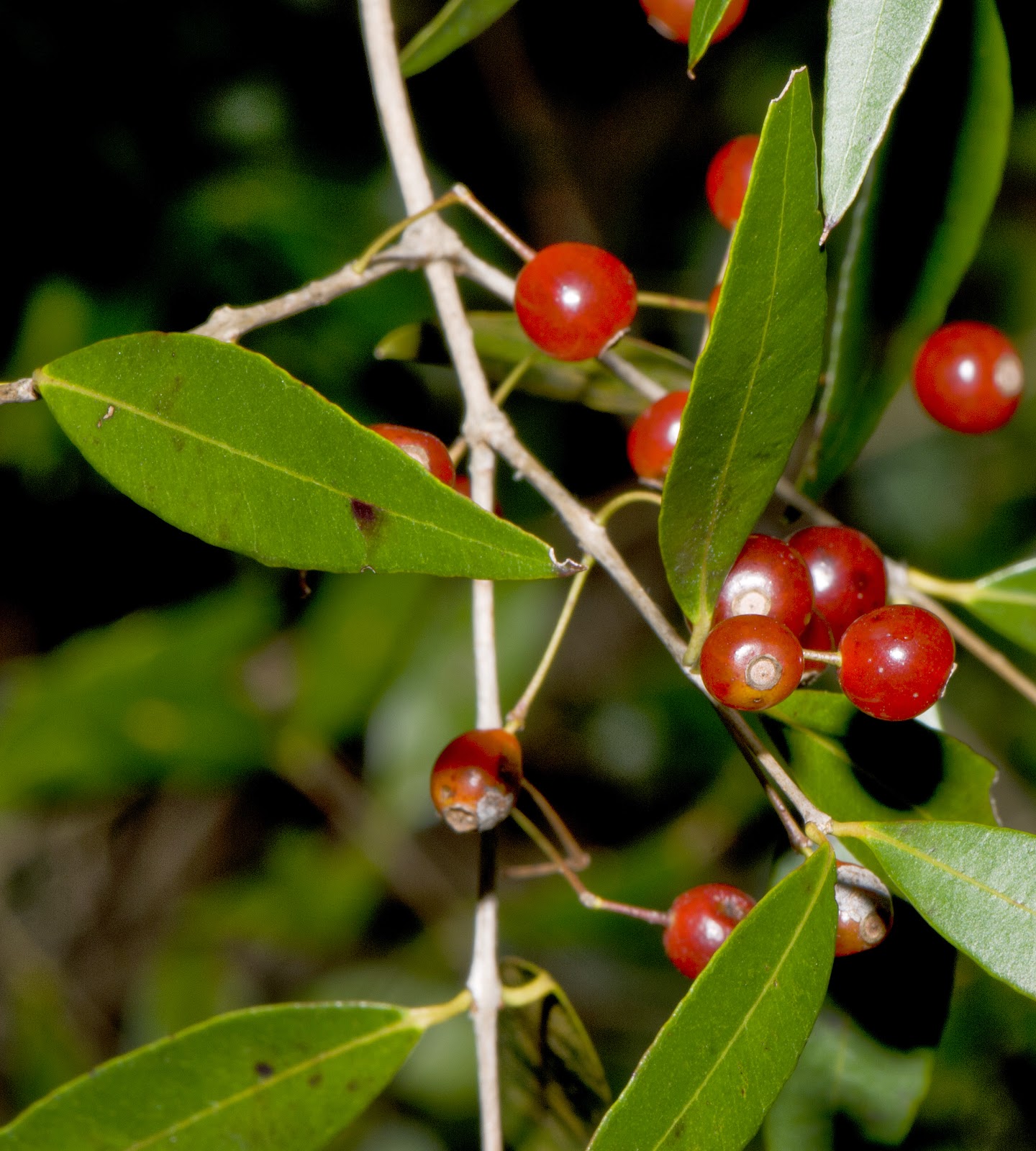 FOTOGRAFIAS DE LA FLORA AUTOCTONA DEL URUGUAY: ARRAYAN