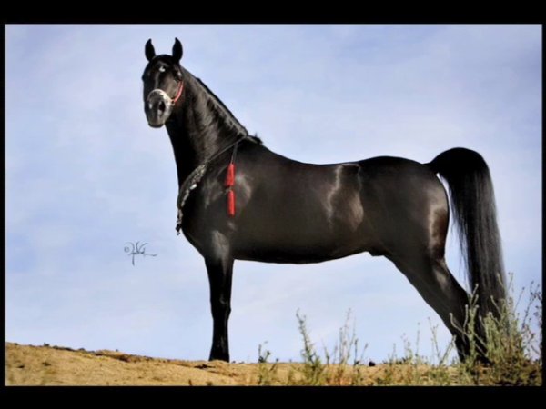 Cheval arabe: Beauteful Horse Arabic