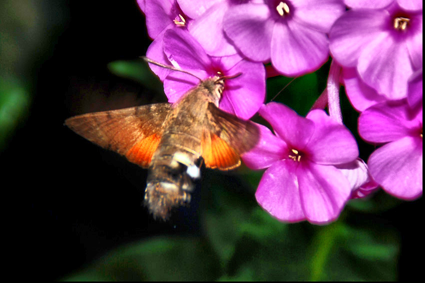 joxe@n-foto........pasion fotografica: INSECTO COLIBRI