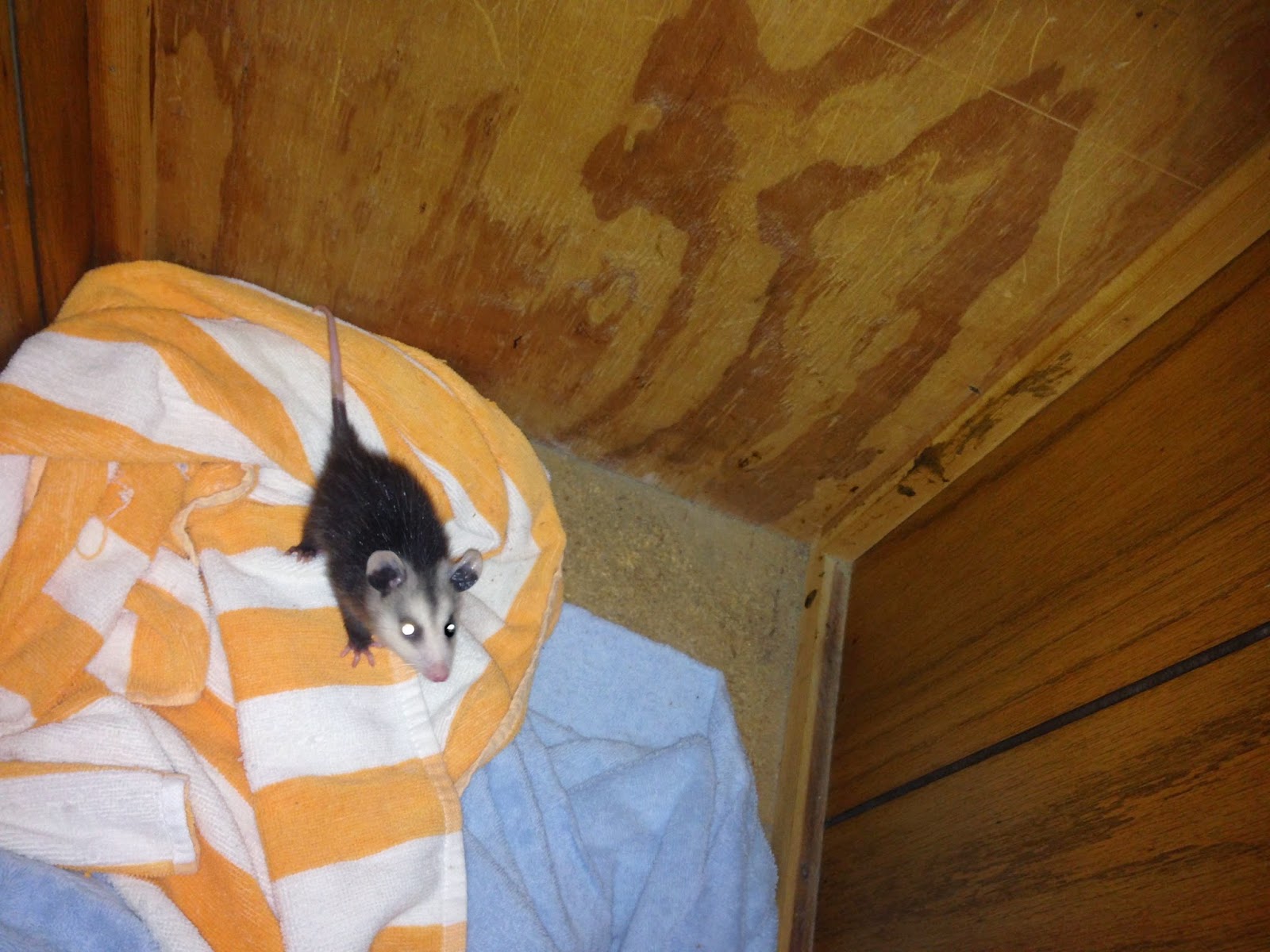 Swallowed Up In Kudzu: Daisy May Moses aka Granny Clampett Part I