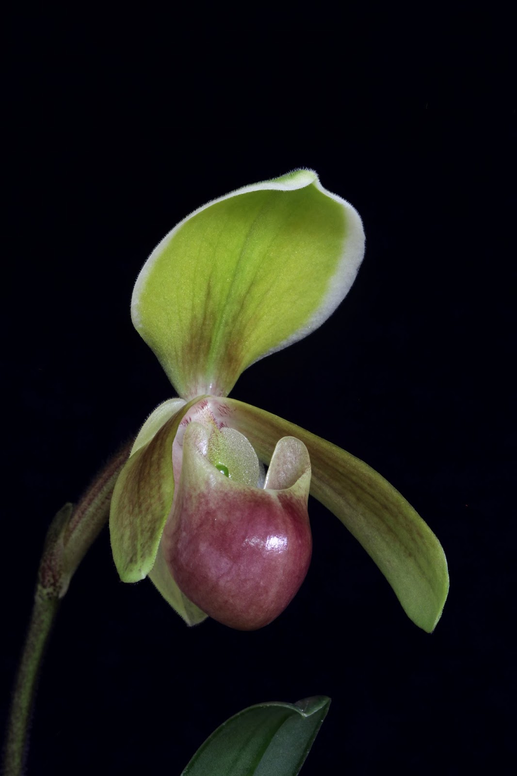 Orchids in Bloom: Paphiopedilum helenae