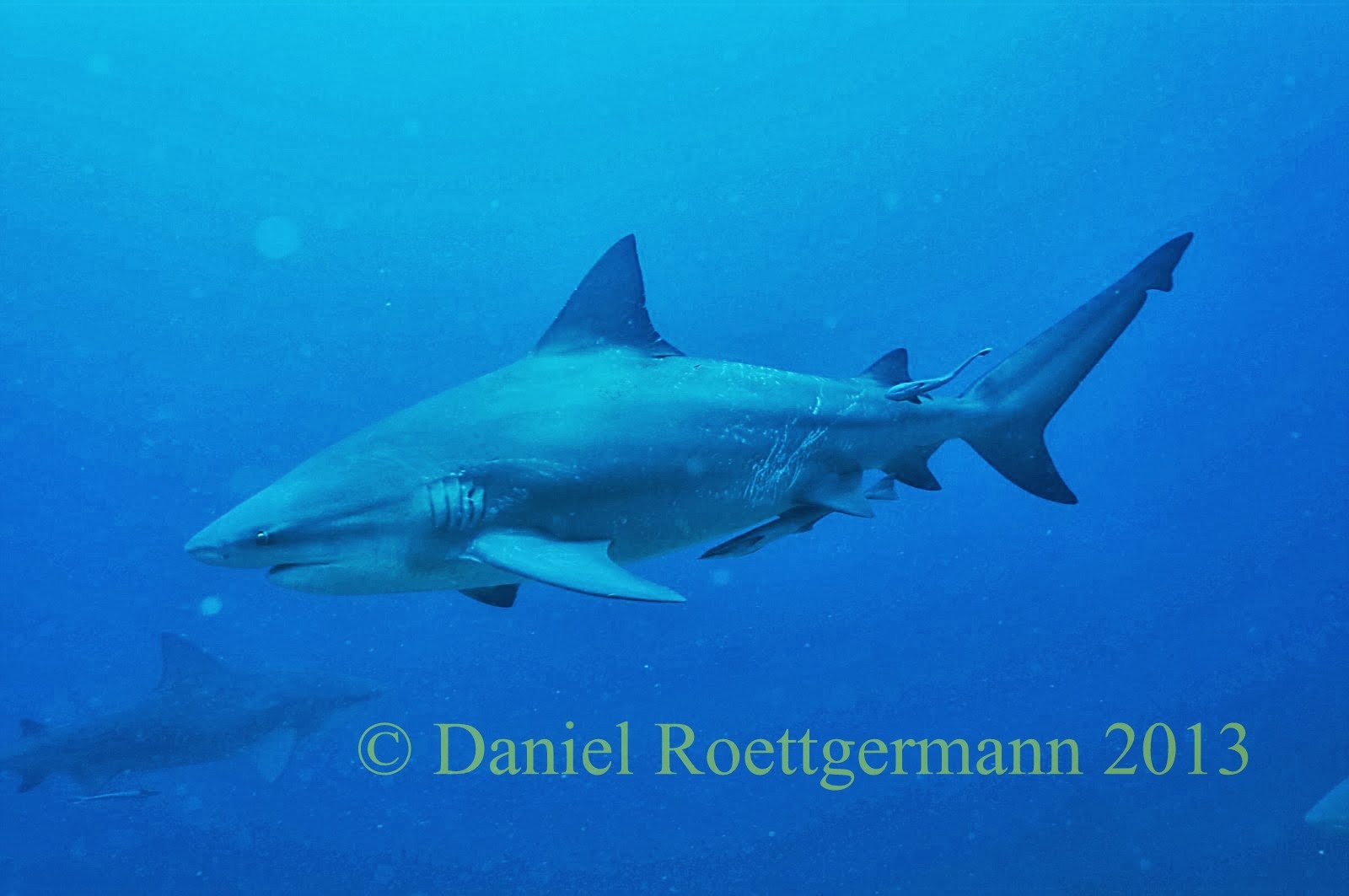 The Best Shark Dive in the World!: More mating Scars!