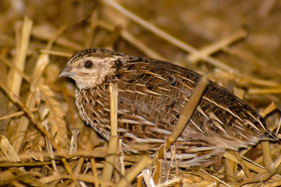 Kay Parkin Birding: 2012