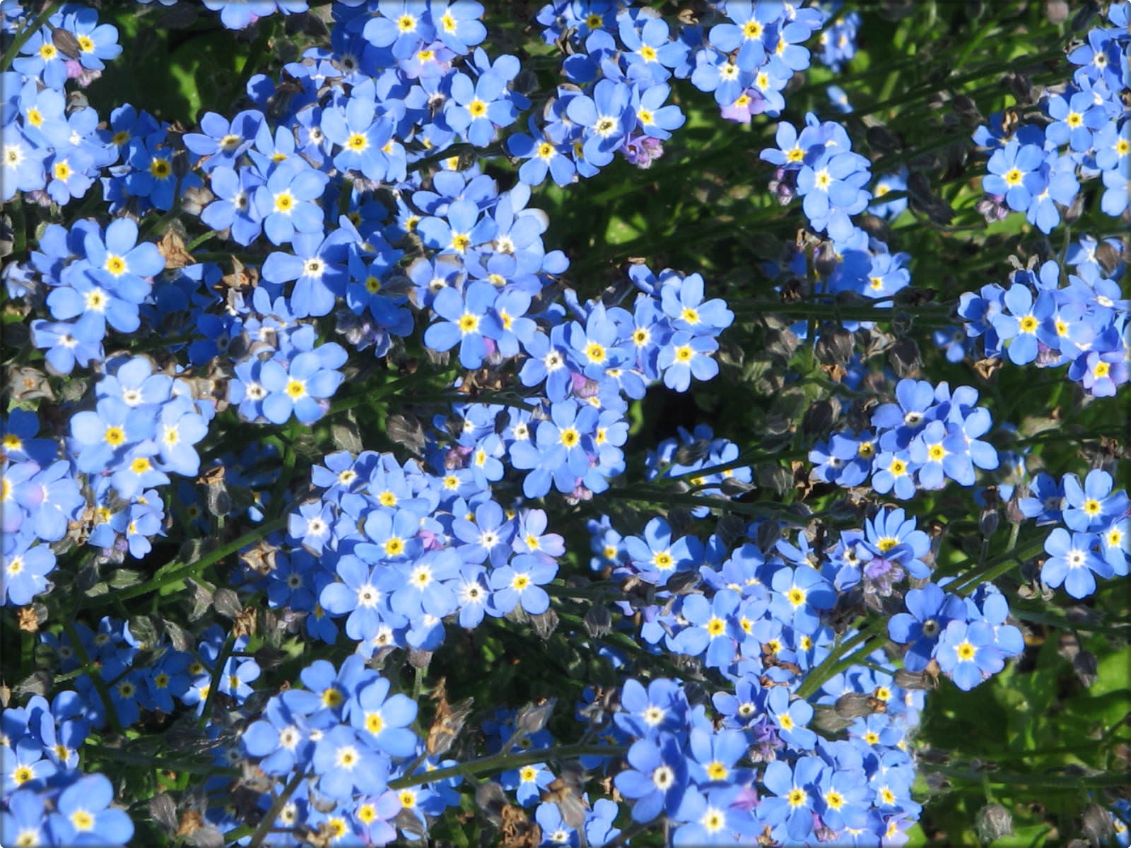 Myosotis azorica – Azorean Forget-me-not ~ Wonderful Flowers