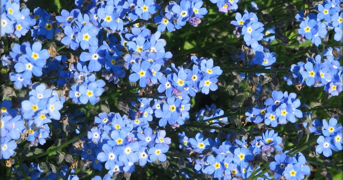 Myosotis azorica – Azorean Forget-me-not ~ Wonderful Flowers