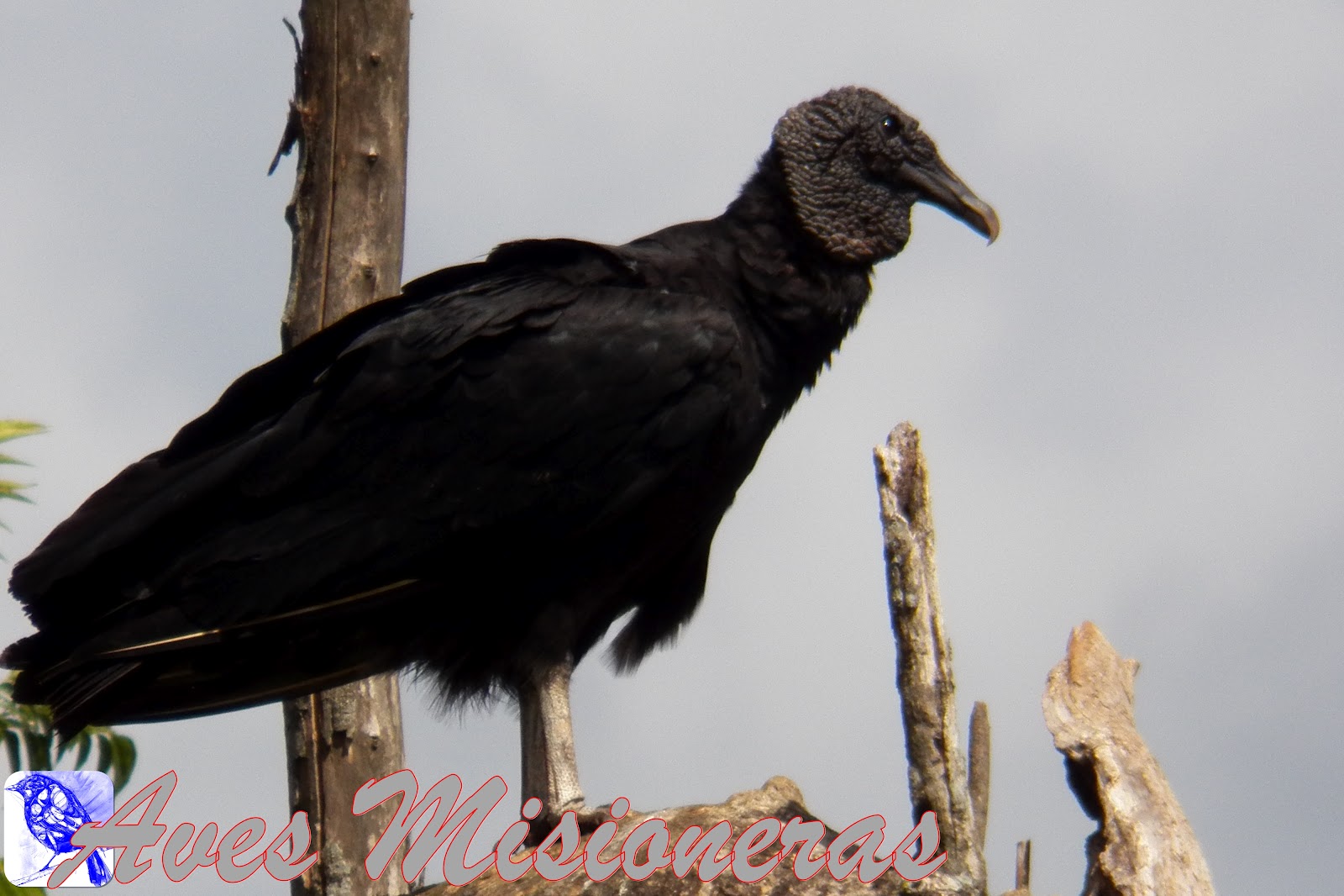 Aves Misioneras: Jote cabeza negra: Coragyps atratus