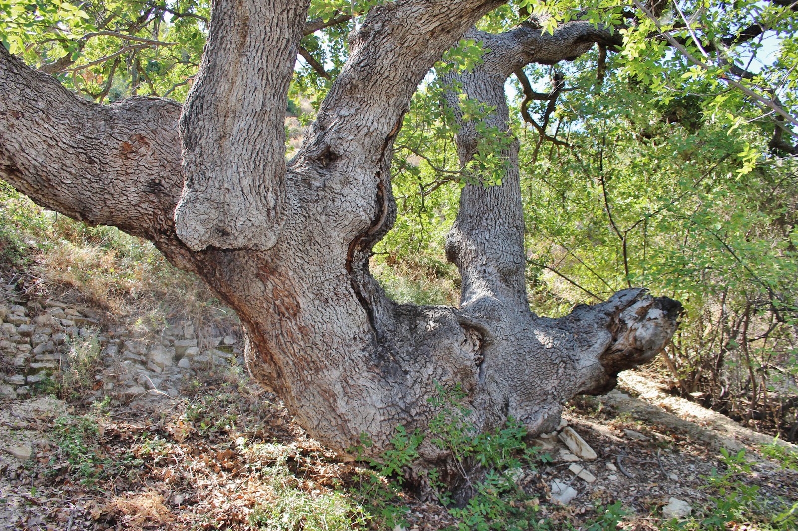 Biodiversity of Cyprus by NGO Protection of the Natural Heritage and ...