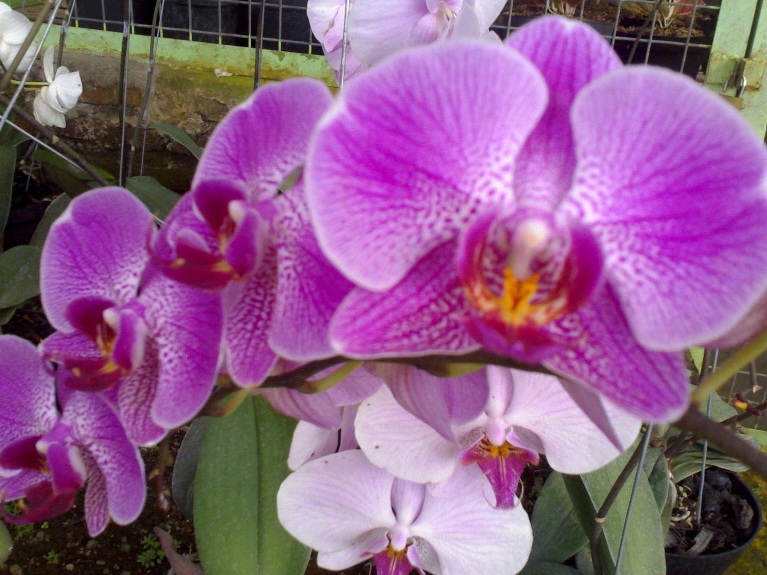 KIOS TAMAN BUNGA SEKAR ARUM BATURADEN PURWOKERTO: Jenis Tanaman