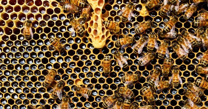 Top 5 Takeaways From the Hive Conference | Science in the City