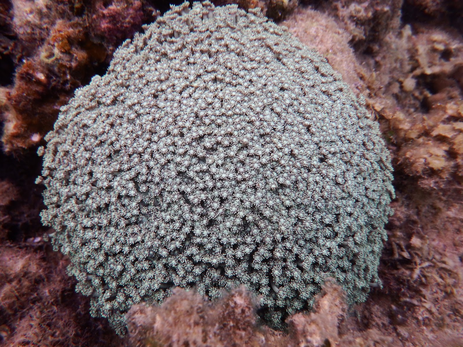 Travel: Exploring Nature: San Salvador & Magalawa Island