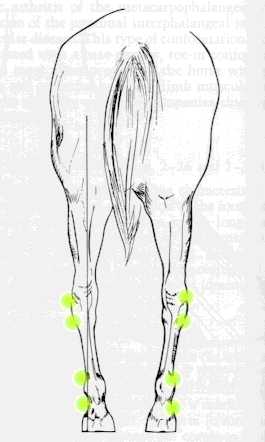 French Vocabulary Illustrated: jarret