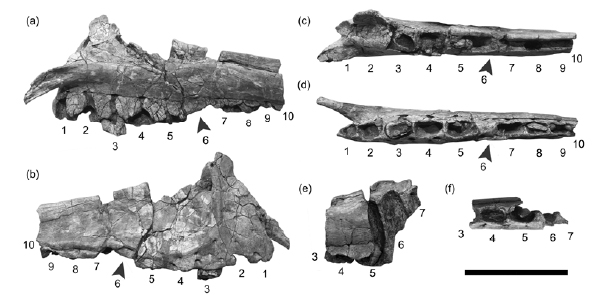 Sciency Thoughts: Dental pathology in a Jurassic Theropod Dinosaur.