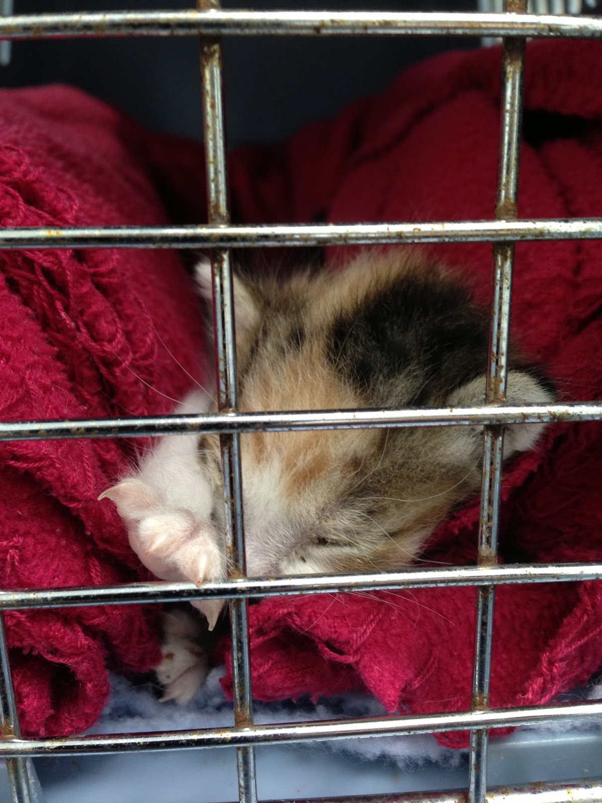 Exclusively Cats Veterinary Hospital Blog: Raising Orphaned kittens ...