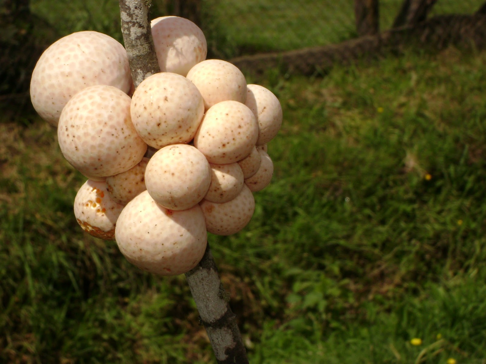 Recetas secretas chilenas: "Ensalada de Pinatra"
