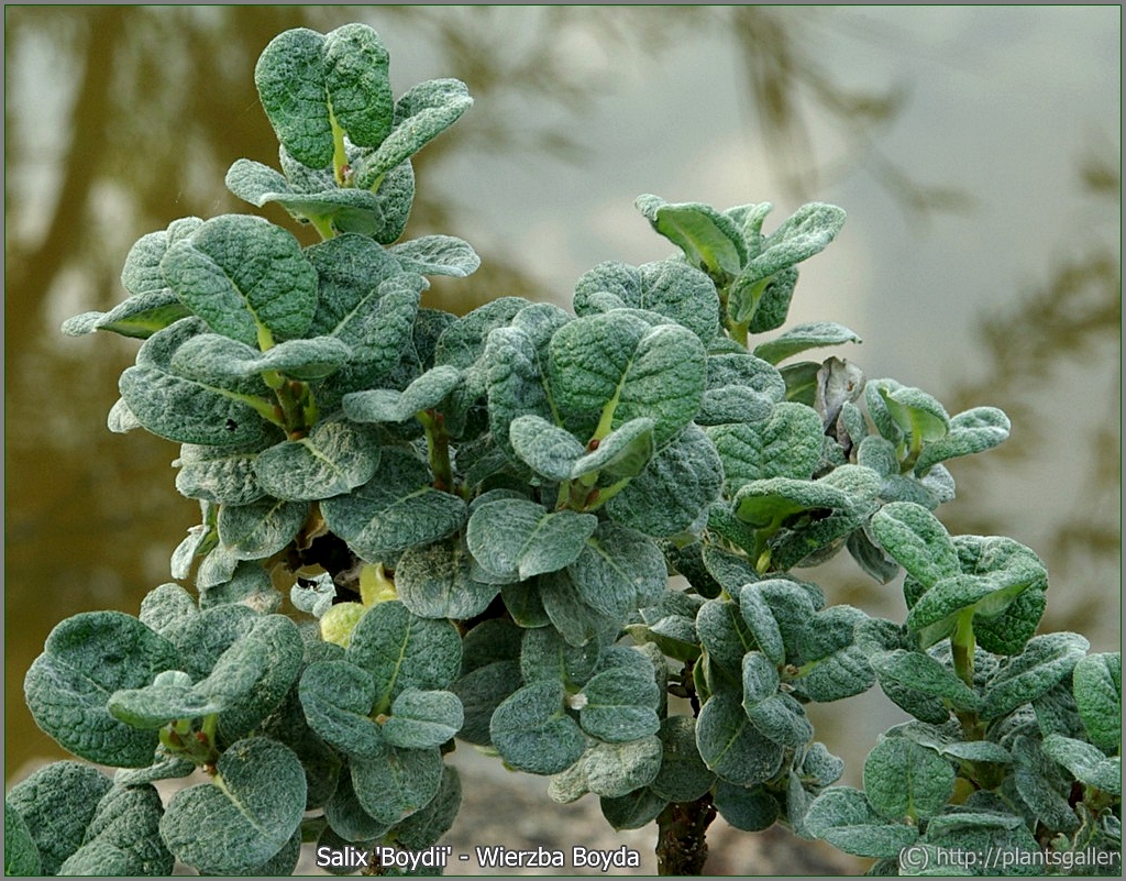 Plant Gallery - Encyklopedia Roślin: Salix 'boydii' - Wierzba Boyda