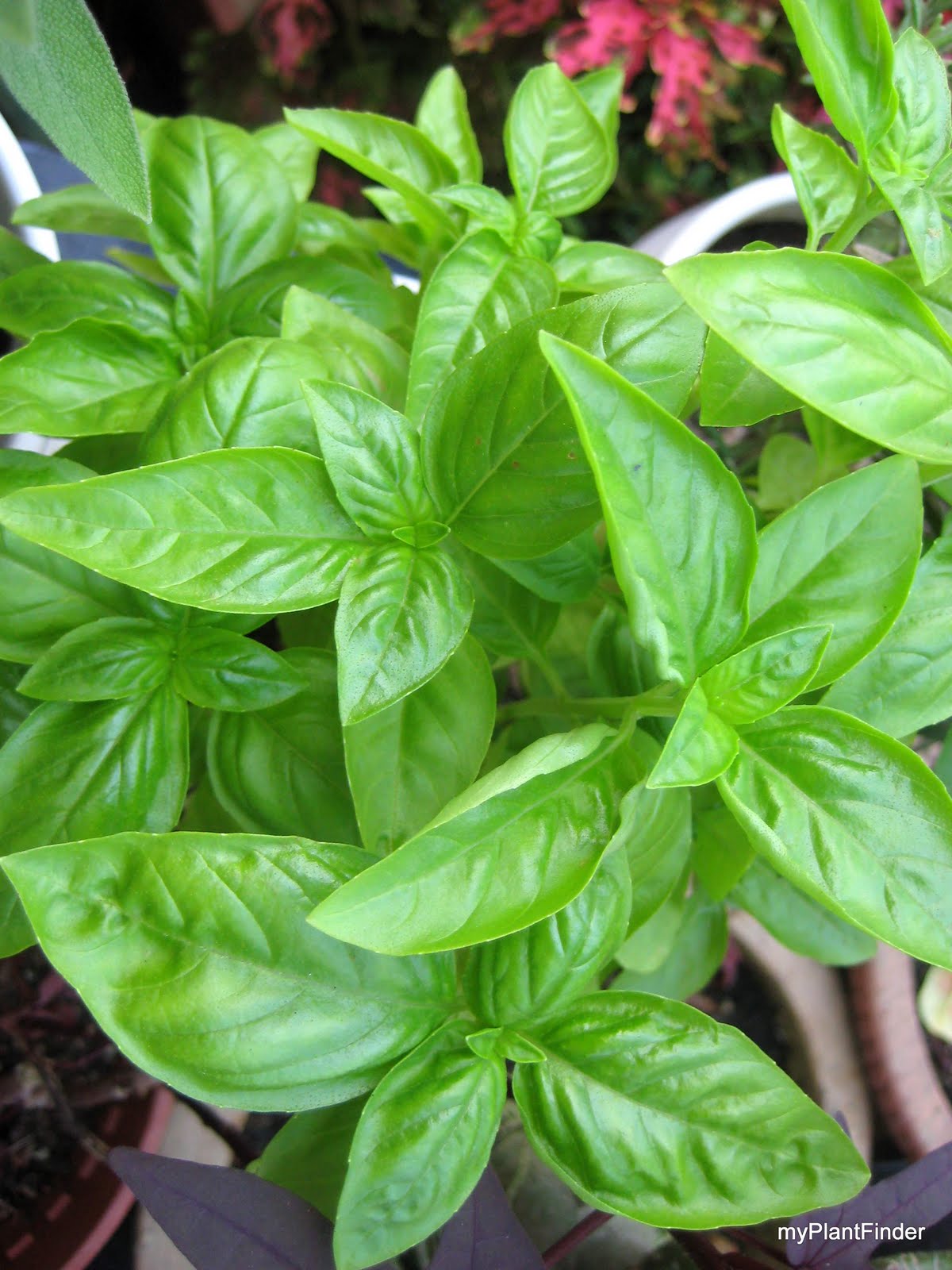 MY PLANT FINDER | Plant Guide: Ocimum basilicum