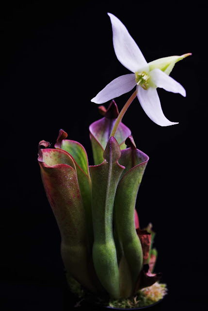 Heliamphora parva