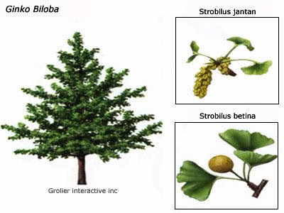 Morfologi Tumbuhan: Tumbuhan yang Hidup Di Dataran Tinggi