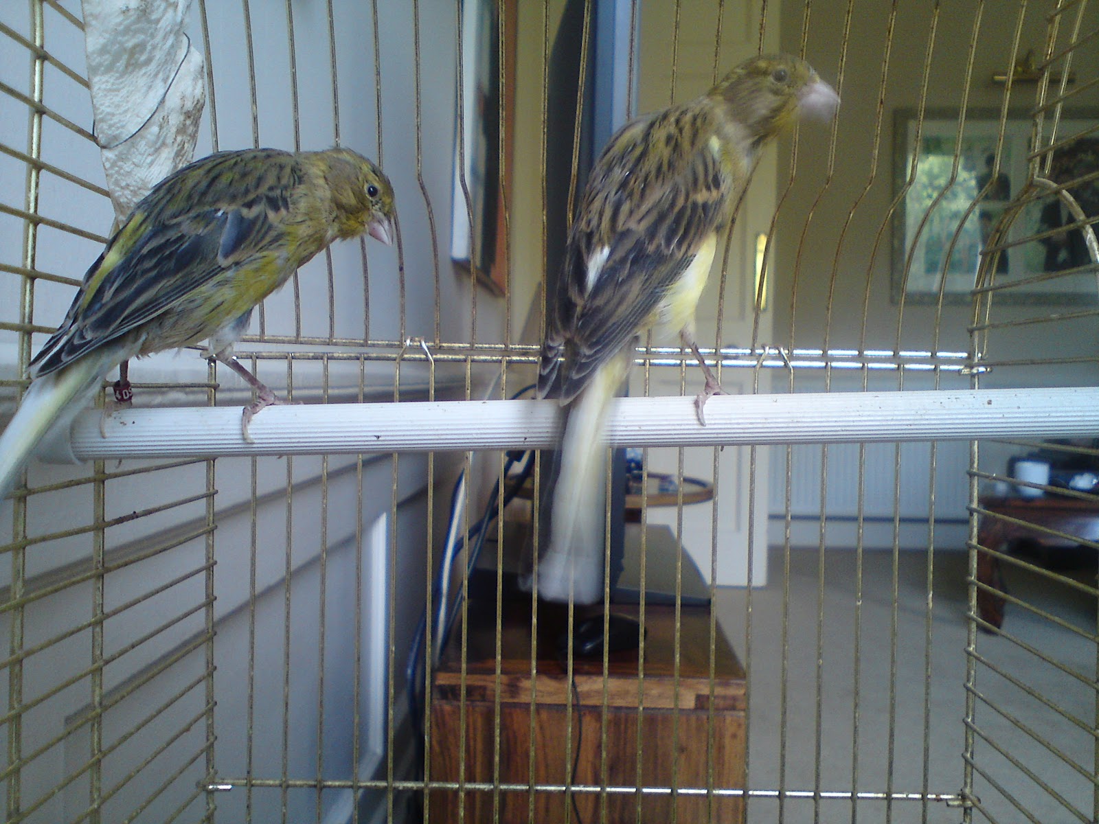 a scotch fancy canary blog