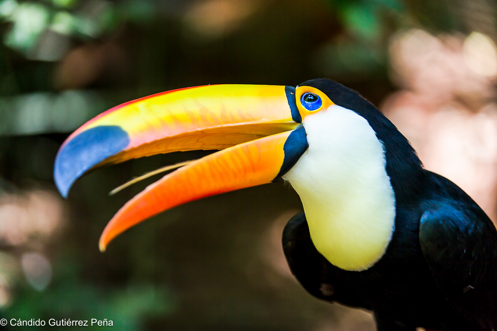 TUCAN TOCO - Ramphastos Toco | Observatorio de la Naturaleza
