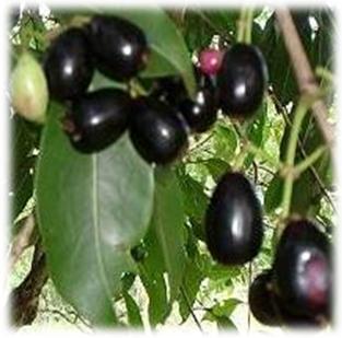 The change in the world demond of time: jumbolinum friuts for diabetes ...