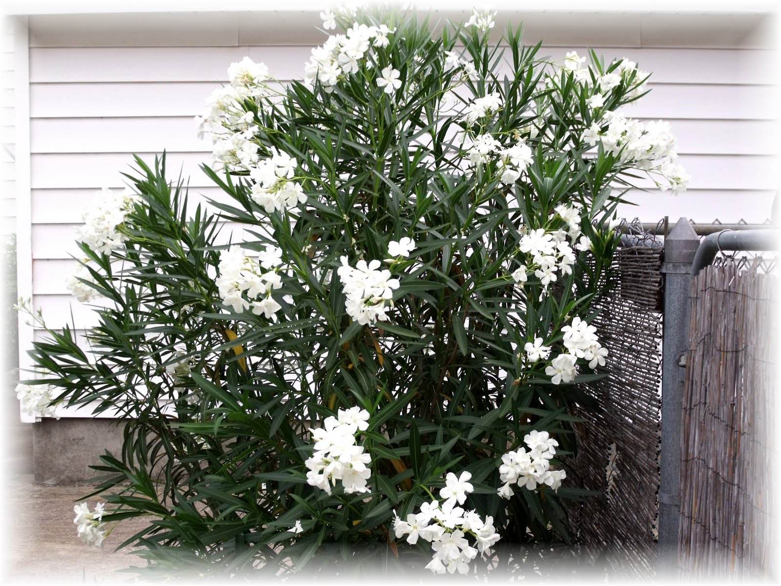 KardKornerKrib: My Gardens