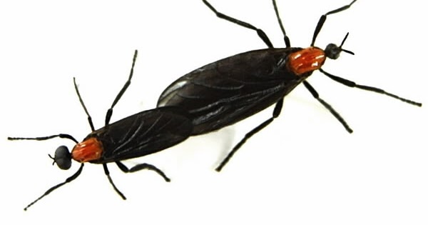 Sleeps Two: Kissimmee Prairie Preserve State Park, Love Bugs and other ...