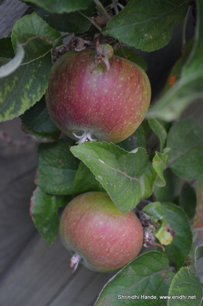 Apple tree in the backyard - eNidhi India Travel Blog