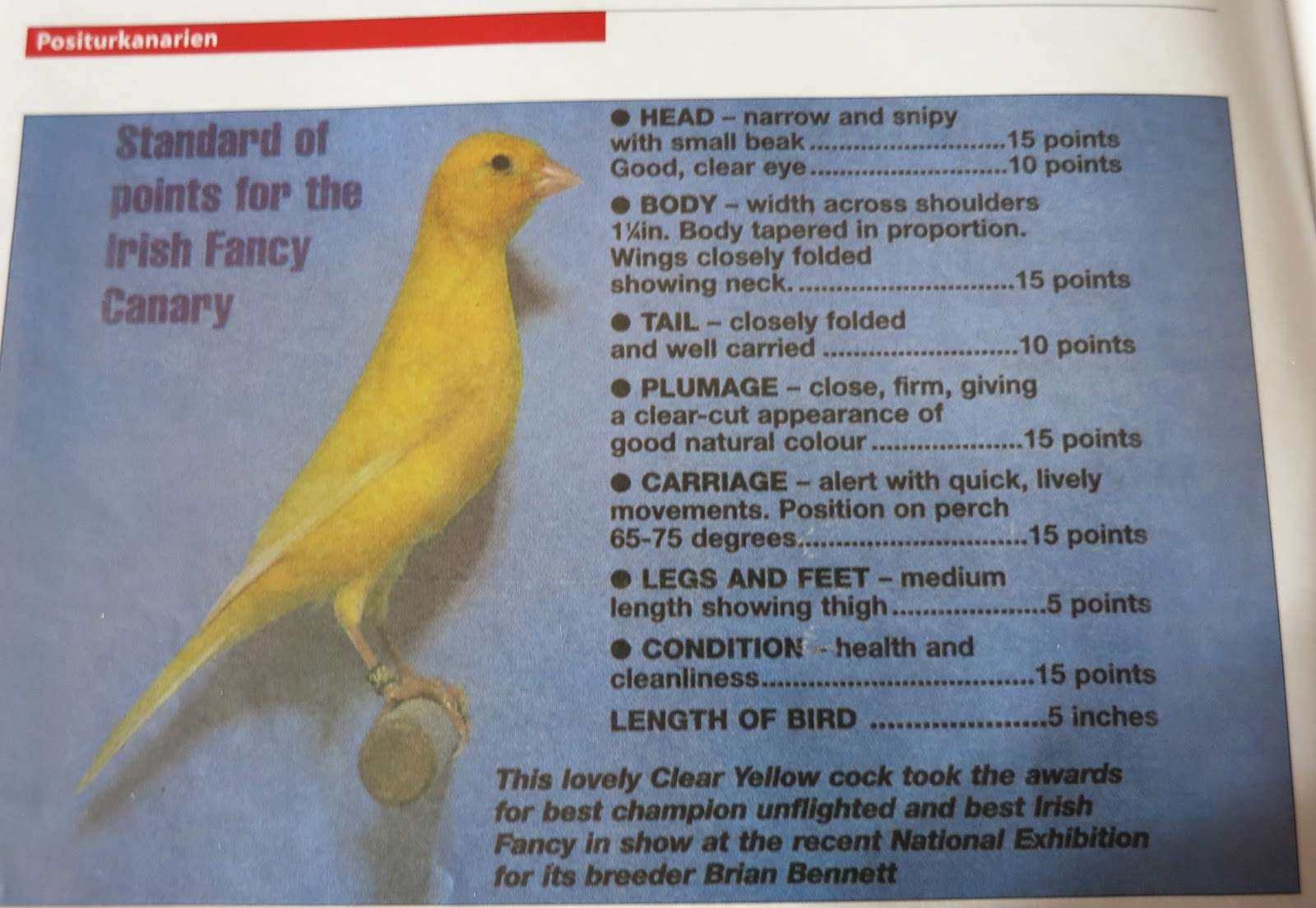 Canary Tales: Catching Up On My Reading - Irish Fancy