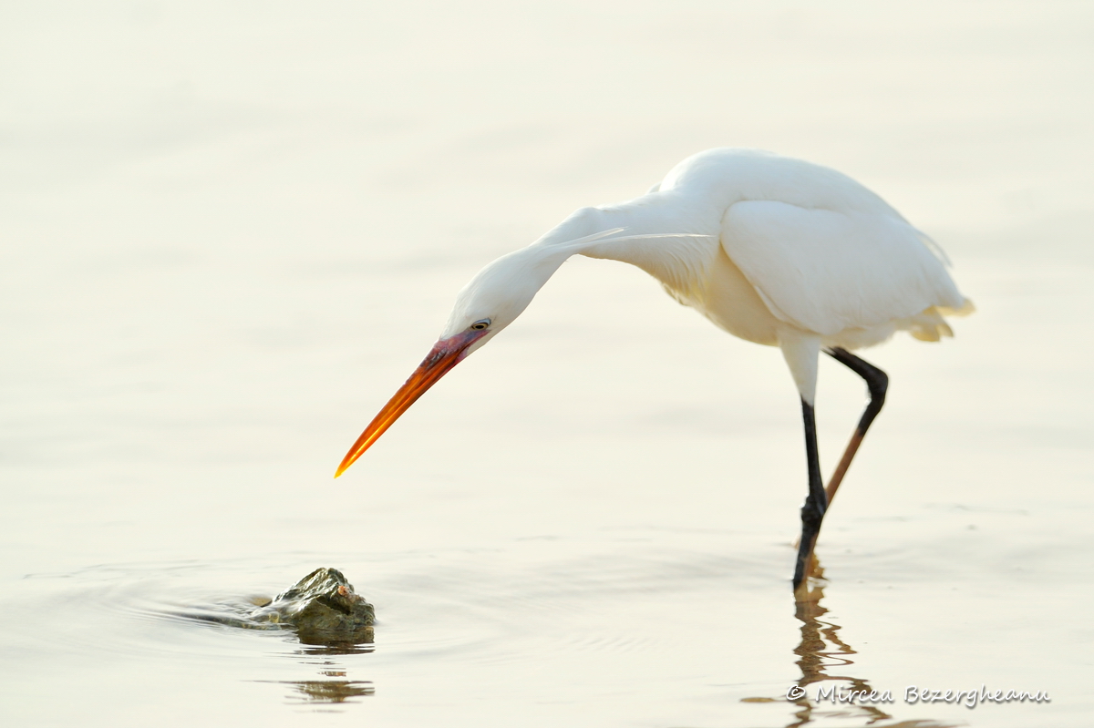 Dans alb - Egrete pe apa