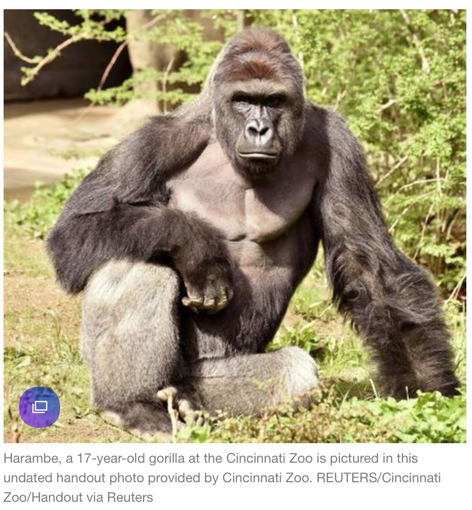 John Gray's blog - the Big Monkey speaks (closed): Justice for Harambe ...