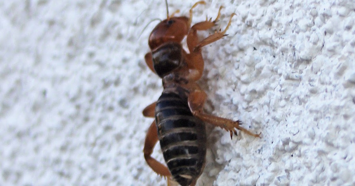 Camissonia's Critter Life List: Jerusalem Cricket (Stenopelmatus species)